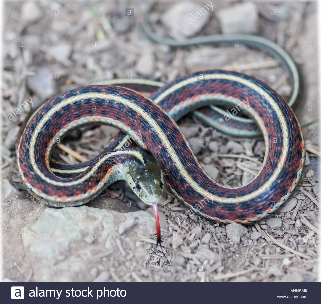 California Garter Snake Stock Photos & California Garter Snake Stock ...