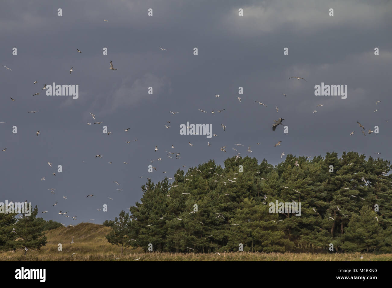 Birds in wind hi-res stock photography and images - Alamy