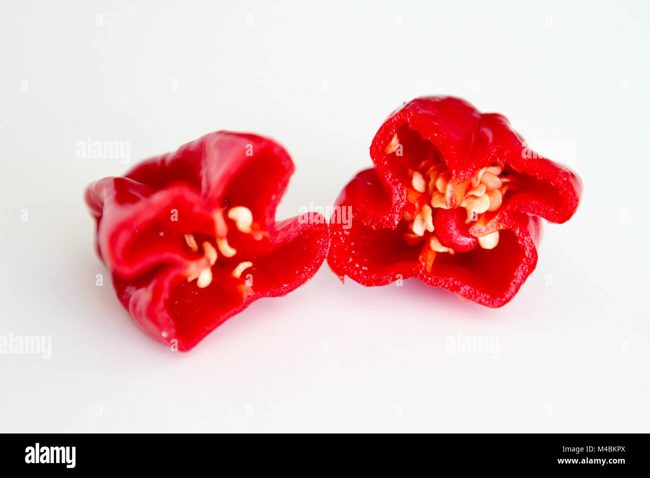 Habanero pepper, Red hot Habanero cilli pepper cutted Capsicum chinense ...