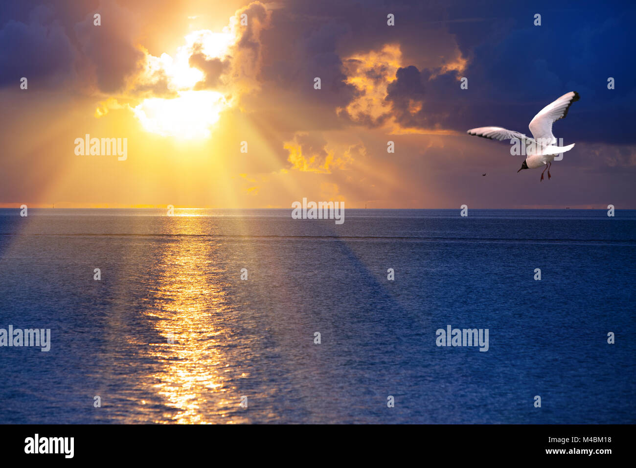 Bright sunset over the sea and the flying seagull Stock Photo - Alamy
