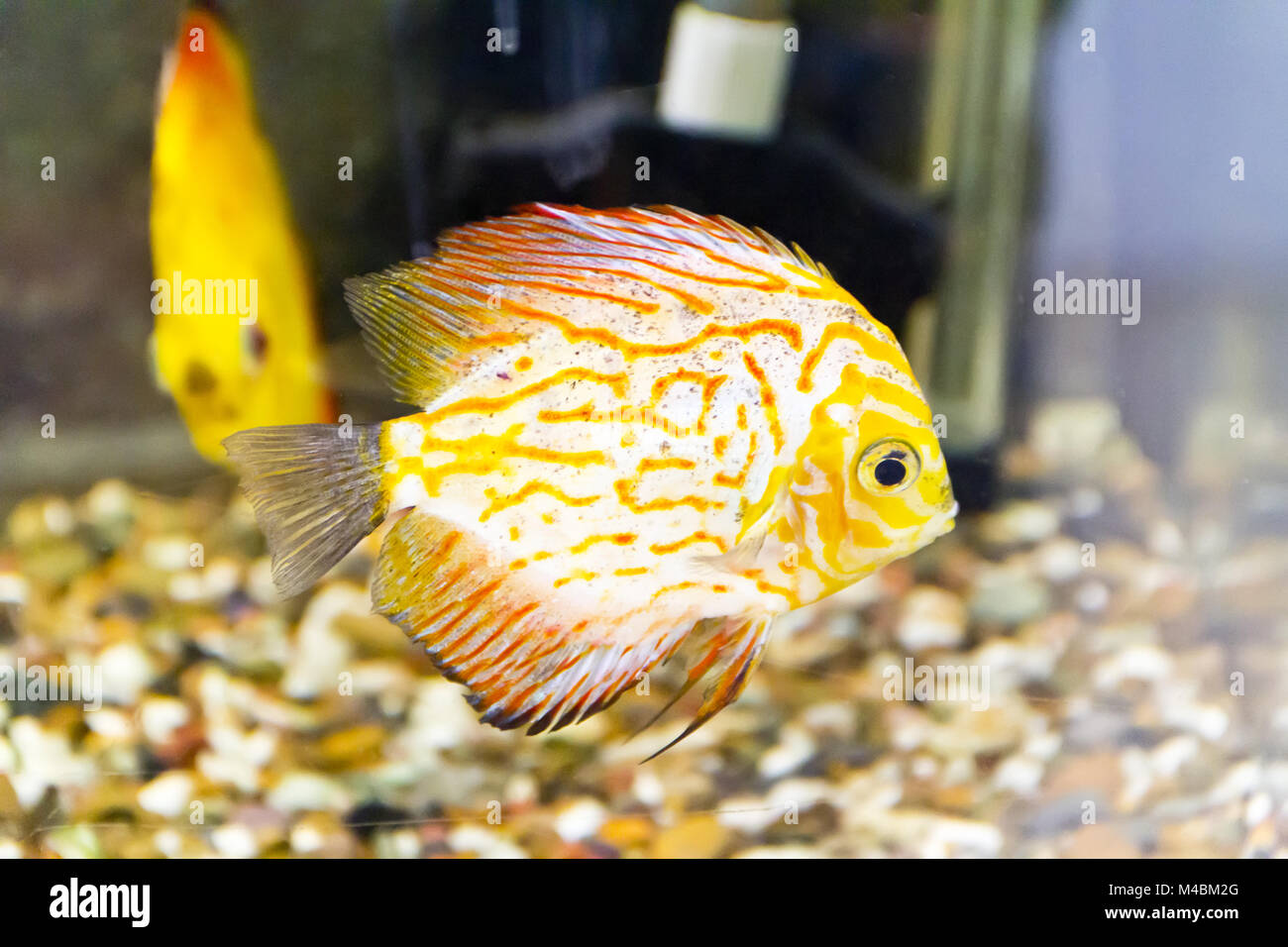 Symphysodon aequifasciata haraldi in aquarium Stock Photo - Alamy