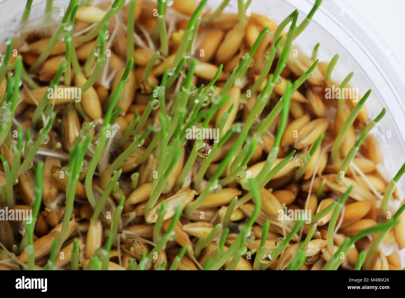 young sprouts of oats sprouted for cats in the winter to improve ...