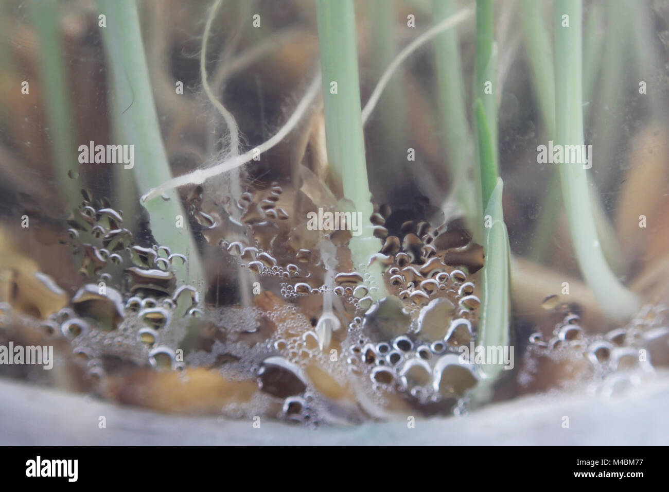 young sprouts of oats sprouted for cats in the winter to improve ...