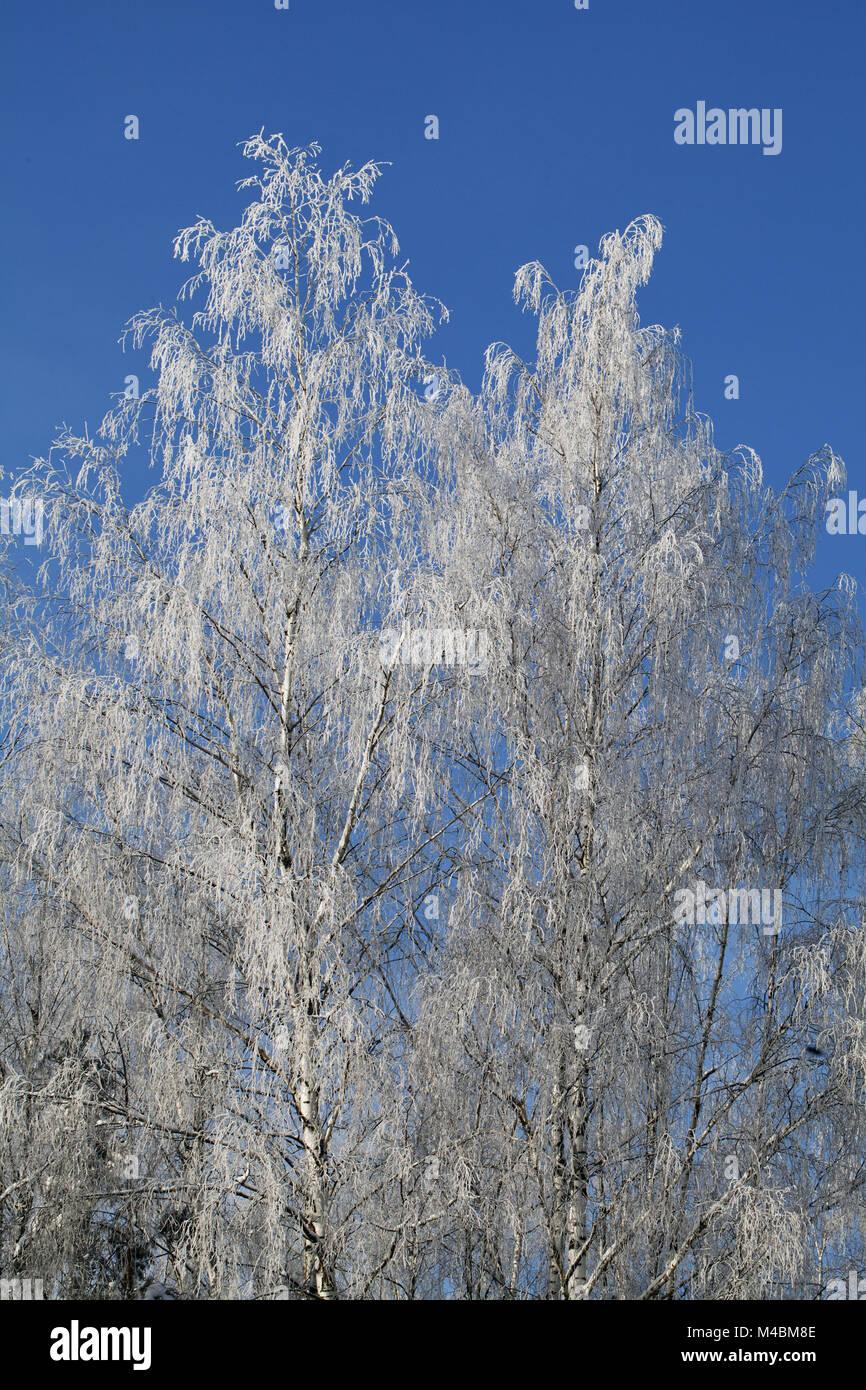 Frost covered treetops hi-res stock photography and images - Alamy