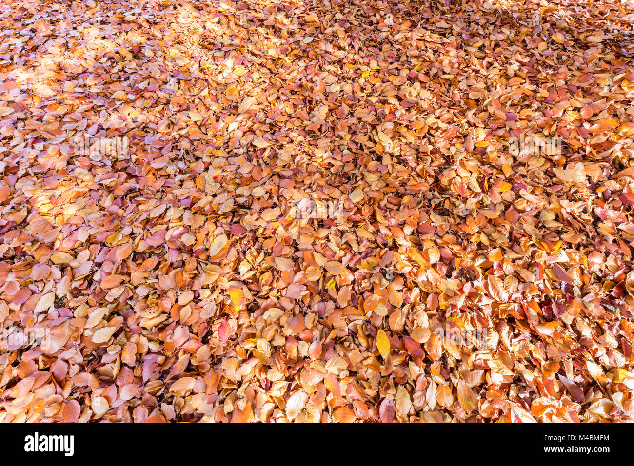 Beech tree leaves hi-res stock photography and images - Alamy