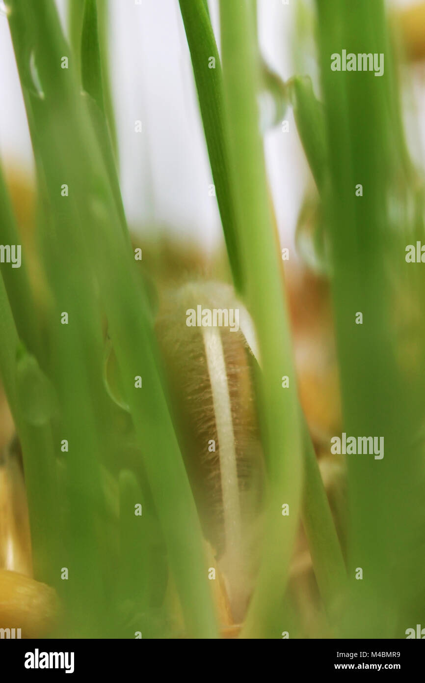 young sprouts of oats sprouted for cats in the winter to improve ...