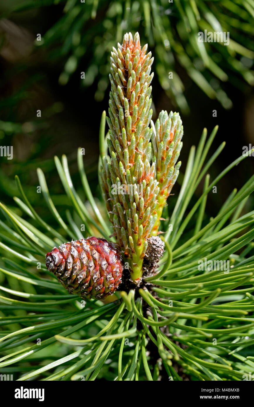 Scots pine (Pinus sylvestris),cones,North Rhine-Westphalia,Germany ...