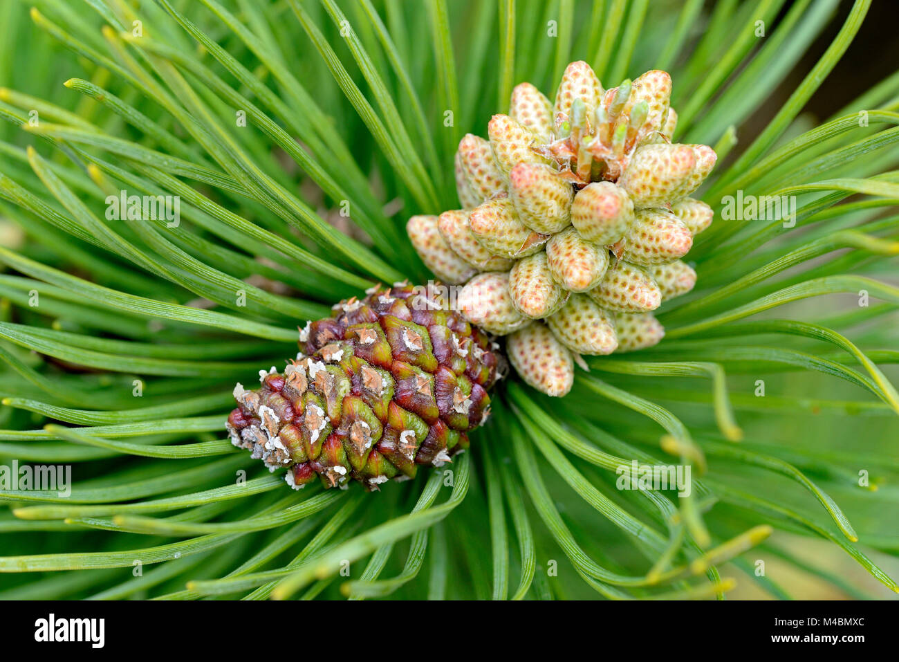 Scots pine male cone pinus sylvestris hi-res stock photography and ...