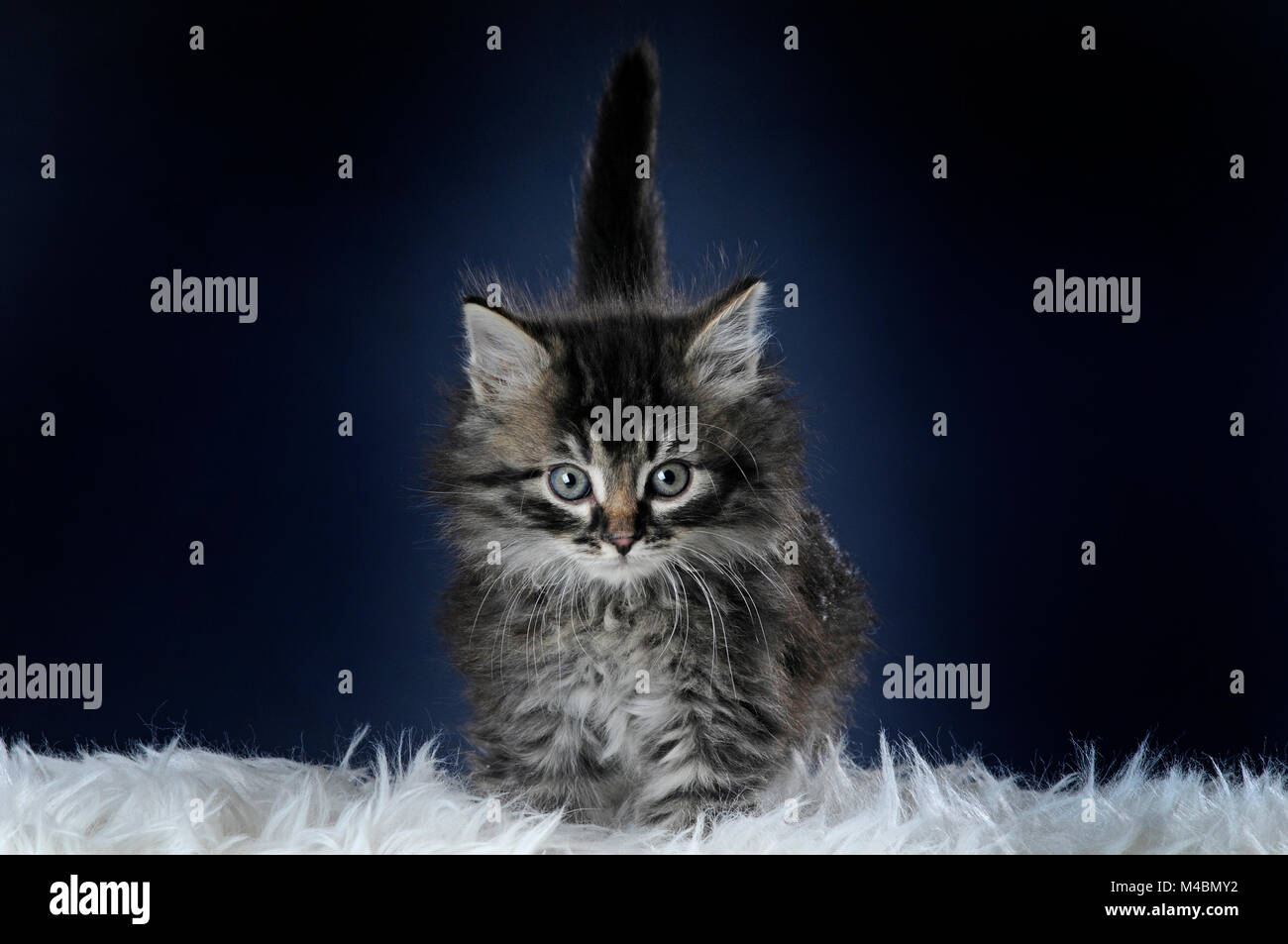 Cute weeks old tabby baby hi-res stock photography and images - Alamy