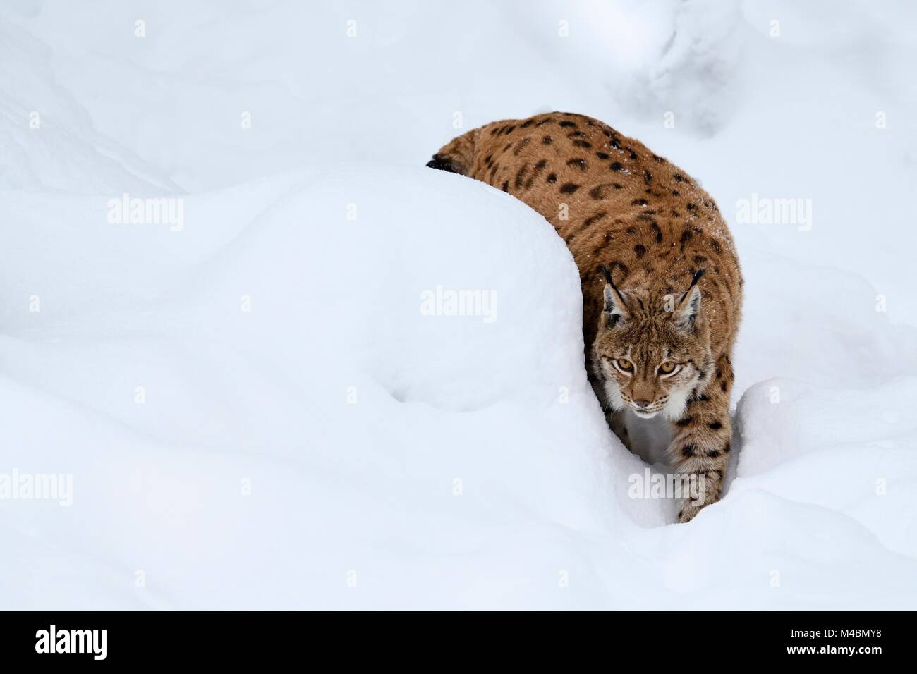 Eurasian lynx (Lynx lynx),running in deep snow,captive,Germany Stock ...