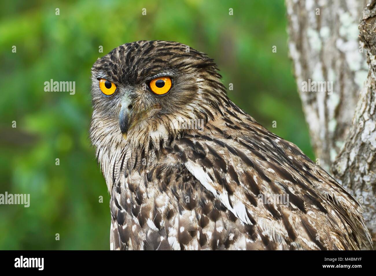 Brown Fish Owl (Bubo zeylonensis),animal portrait,Wilpattu National ...