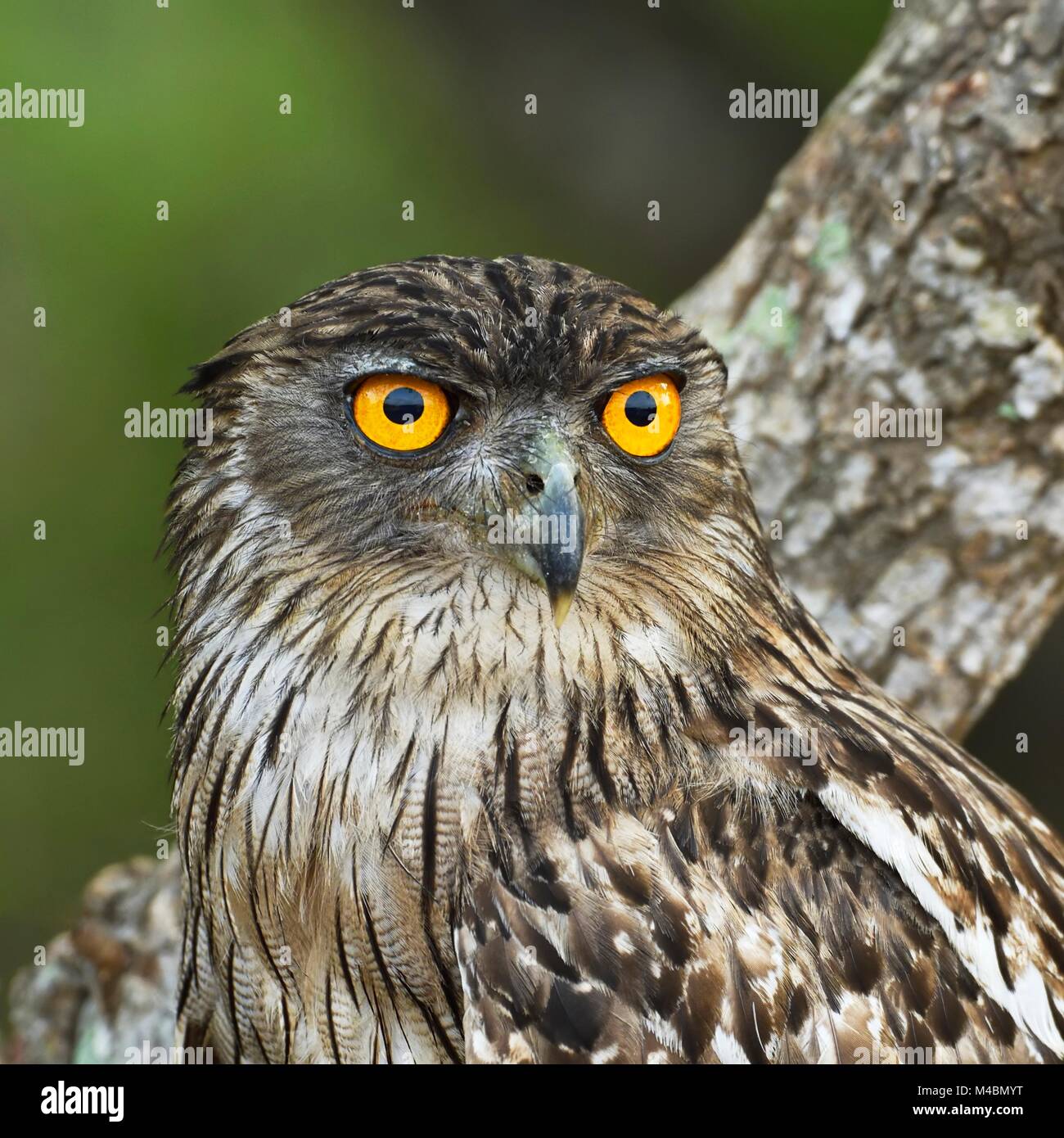 Brown Fish Owl (Bubo zeylonensis),animal portrait,Wilpattu National ...