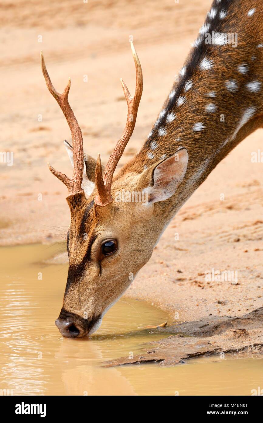 Chital (Axis axis),ram drinks at waterhole,Wilpattu National Park,Sri ...