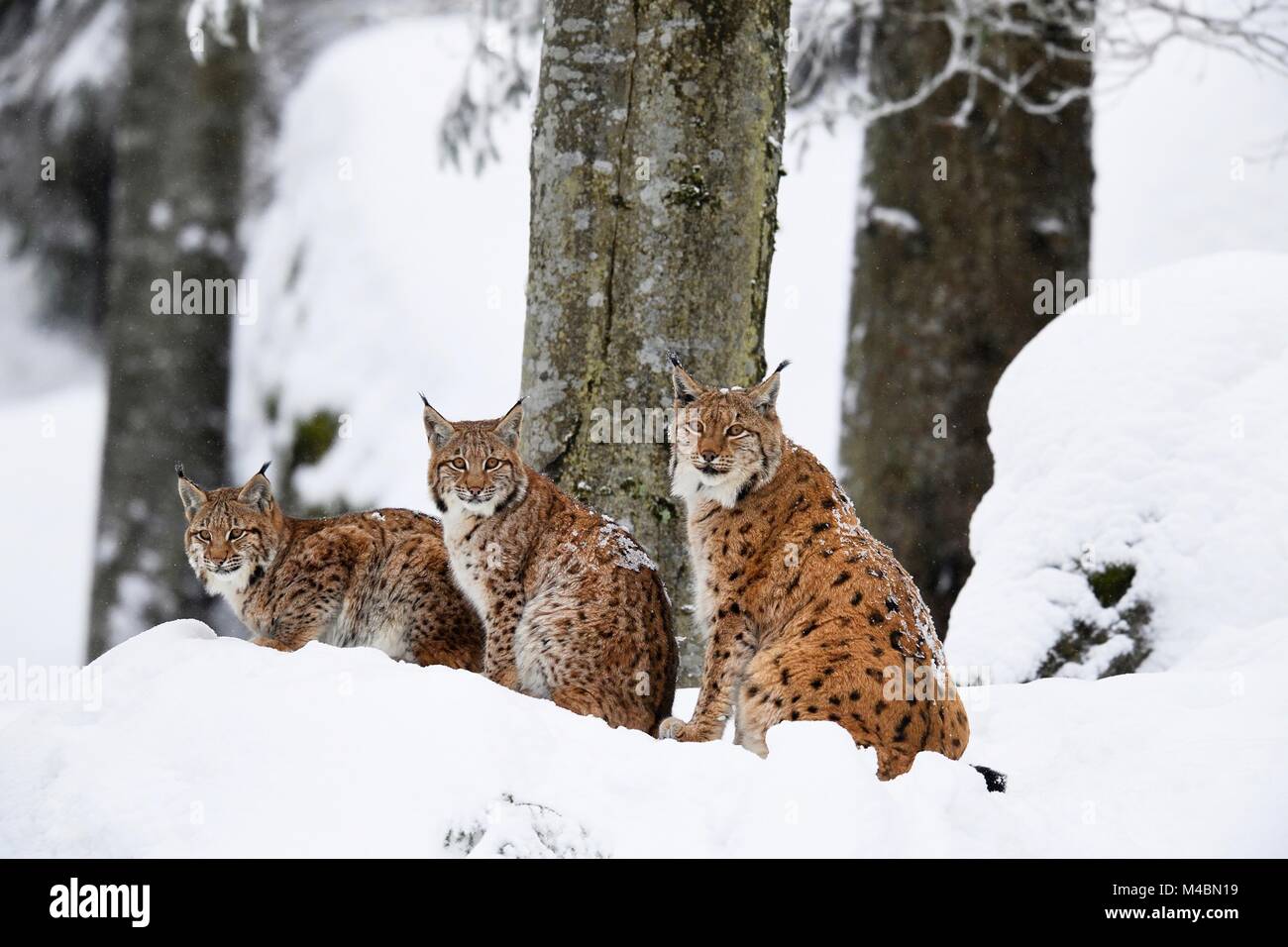 Eurasian lynxes (Lynx lynx),dam sits with cubs in the snow,captive ...