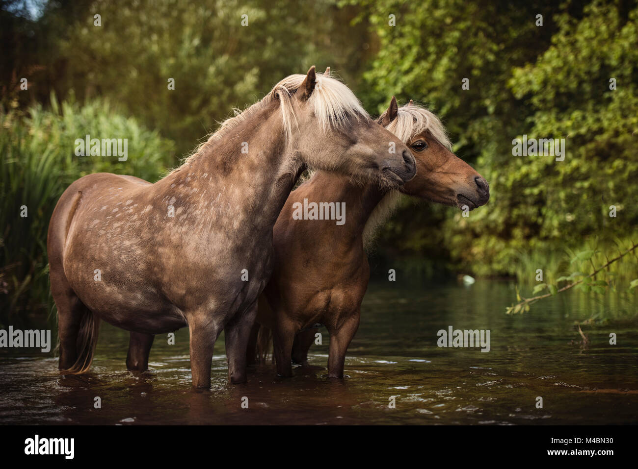 Two Classic Ponys (Equus) standing in the water,Germany Stock Photo - Alamy