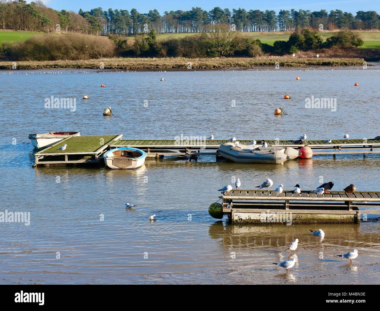 Birds resting on pontoons in the River Deben at Woodbridge, Suffolk, UK ...