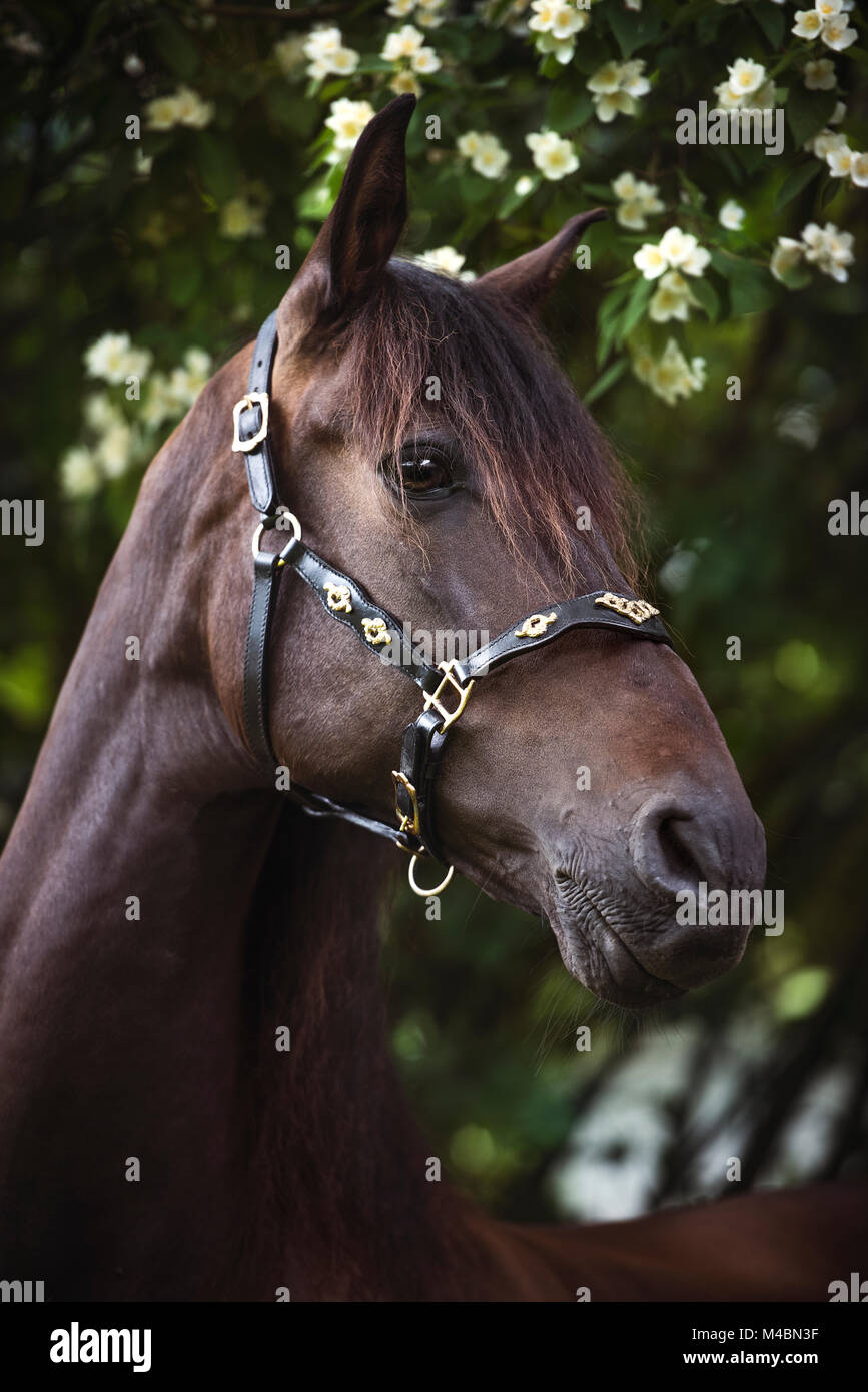 Andalusian (Equus),animal portrait in front of a blossoming tree ...