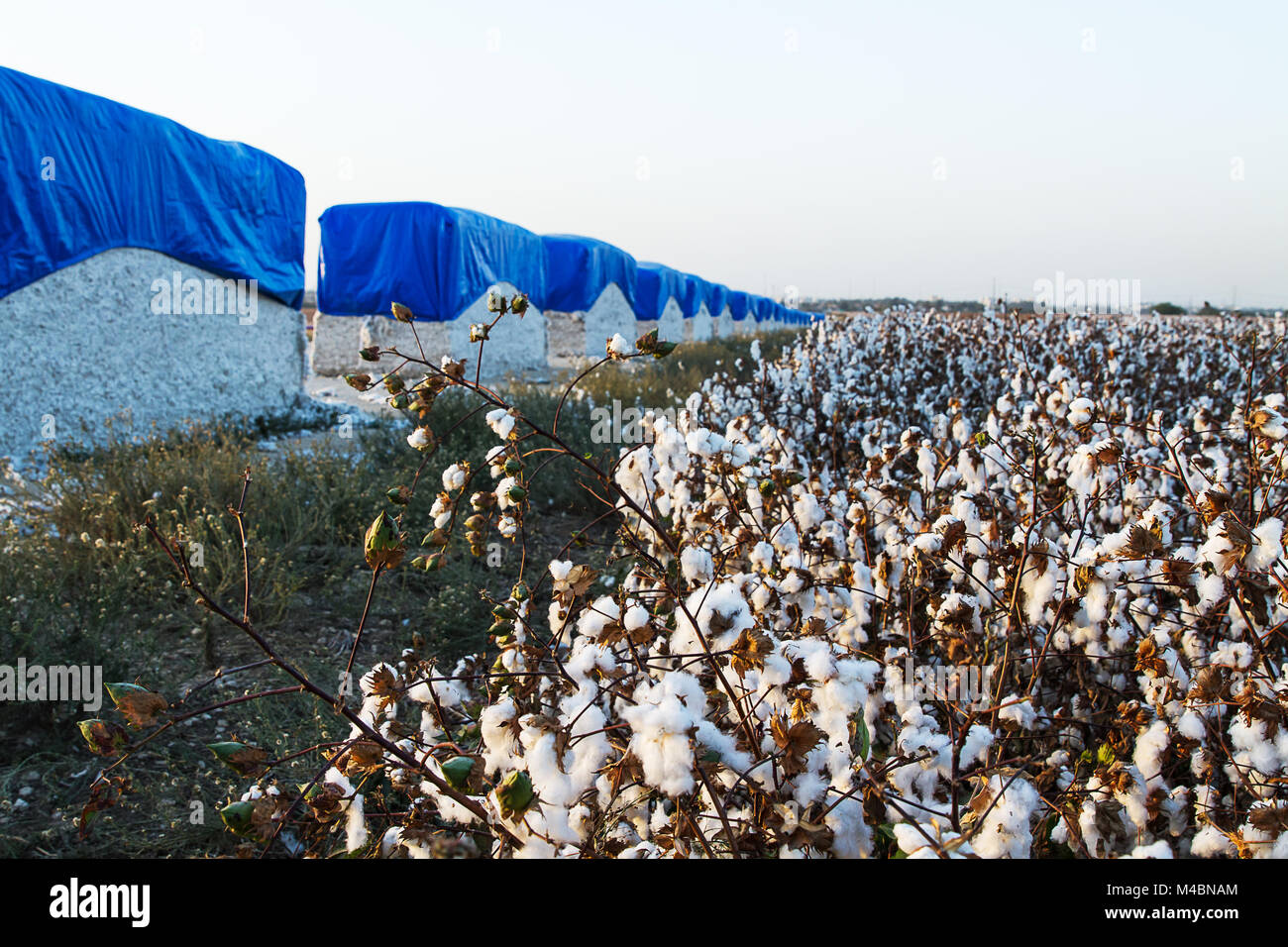 Picking cotton on plantation hi-res stock photography and images - Alamy