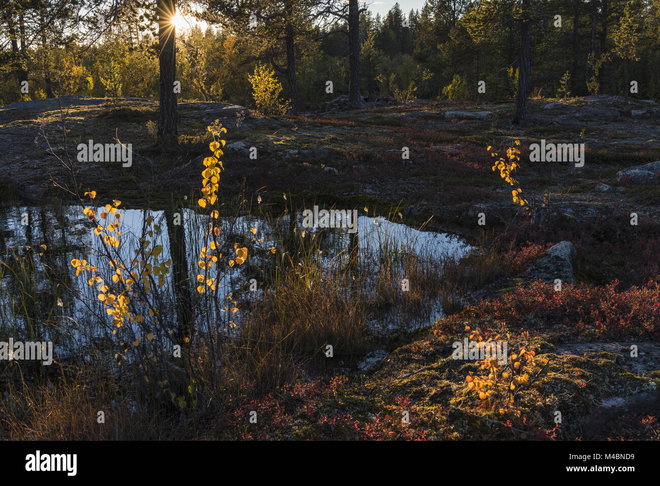 Autumn landscape, Lapland, Sweden Stock Photo - Alamy