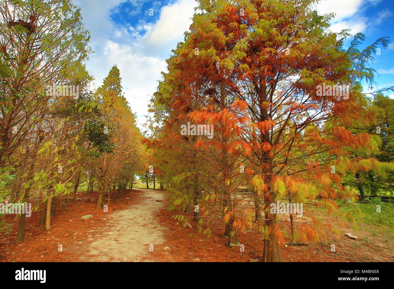 Landscape bald cypress hi-res stock photography and images - Alamy