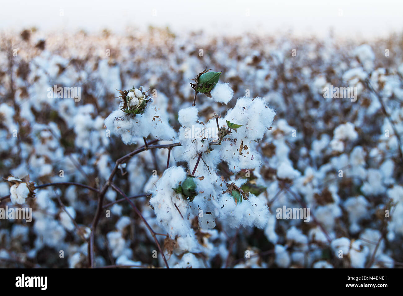 Picking Cotton On Plantation High Resolution Stock Photography and ...
