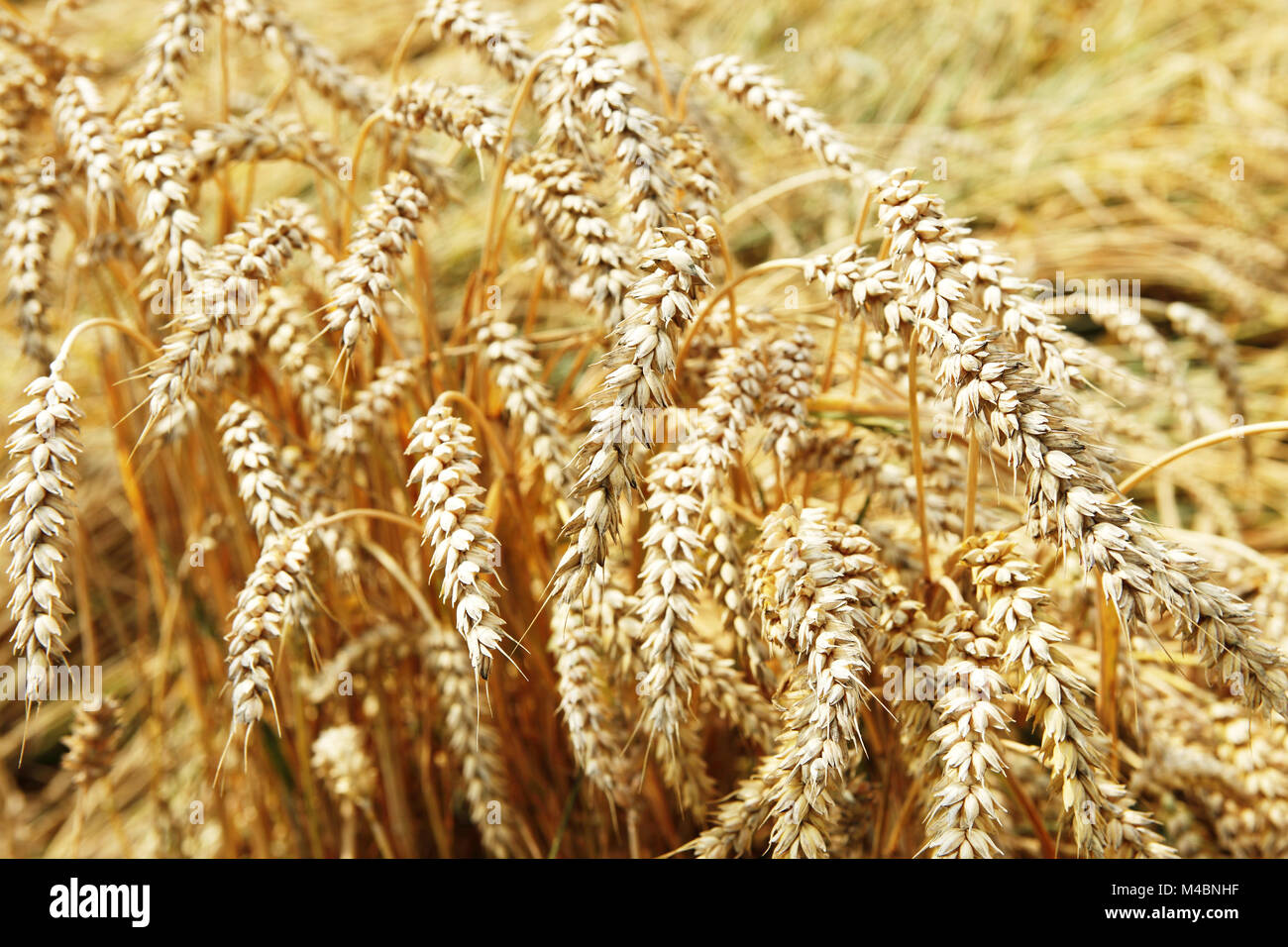 Full corn hi-res stock photography and images - Alamy