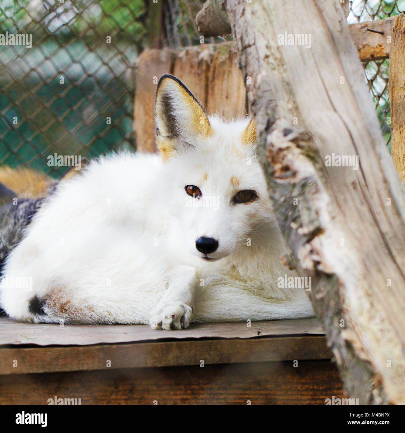 White arctic fox animal portrait Stock Photo - Alamy