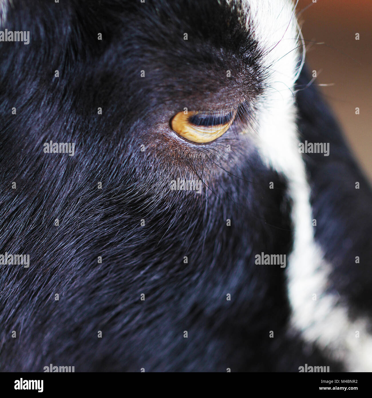 Black and wite portrait hi-res stock photography and images - Alamy