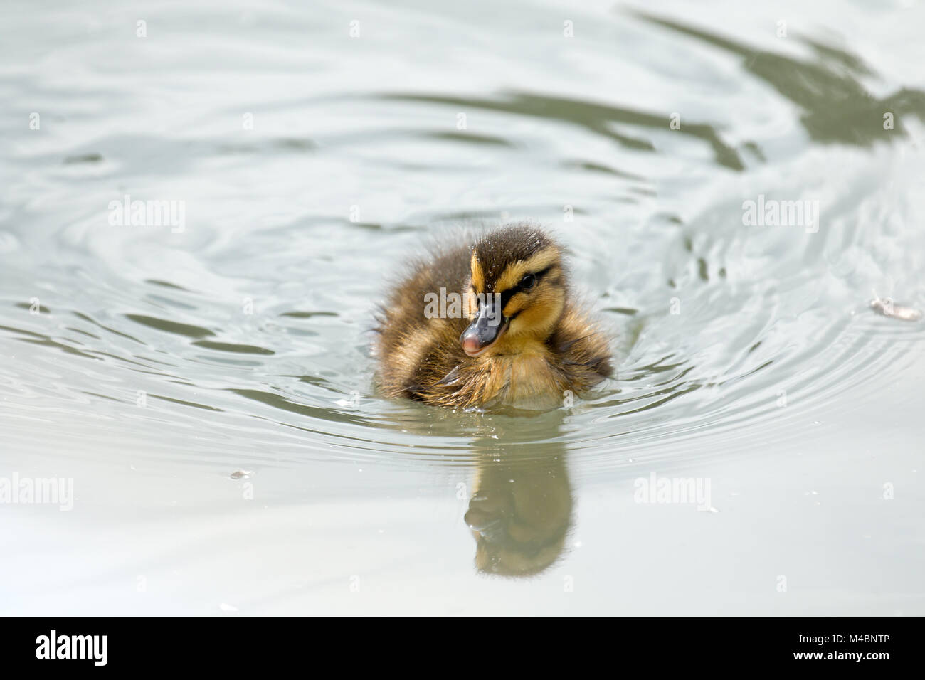 Young Duckling Swimming Close Up Stock Photo - Alamy
