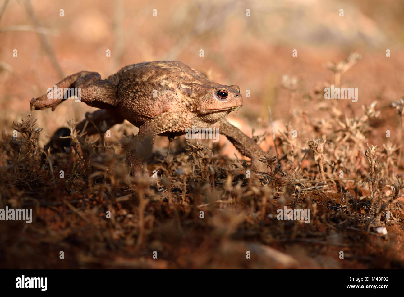 Large female of common toad (Bufo bufo spinosus),Tavira,Algarve ...