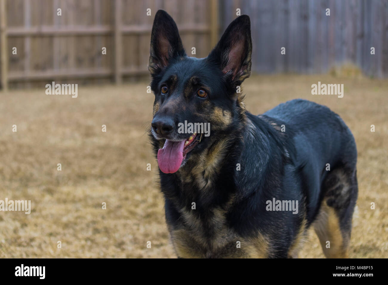 German shepherd portrait outside Stock Photo - Alamy