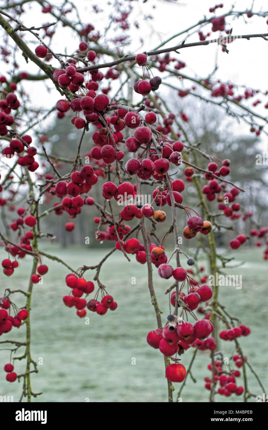 Malus robusta red sentinel tree hi-res stock photography and images - Alamy