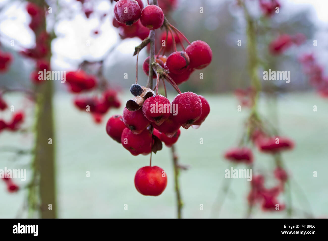 Malus robusta red sentinel tree hi-res stock photography and images - Alamy