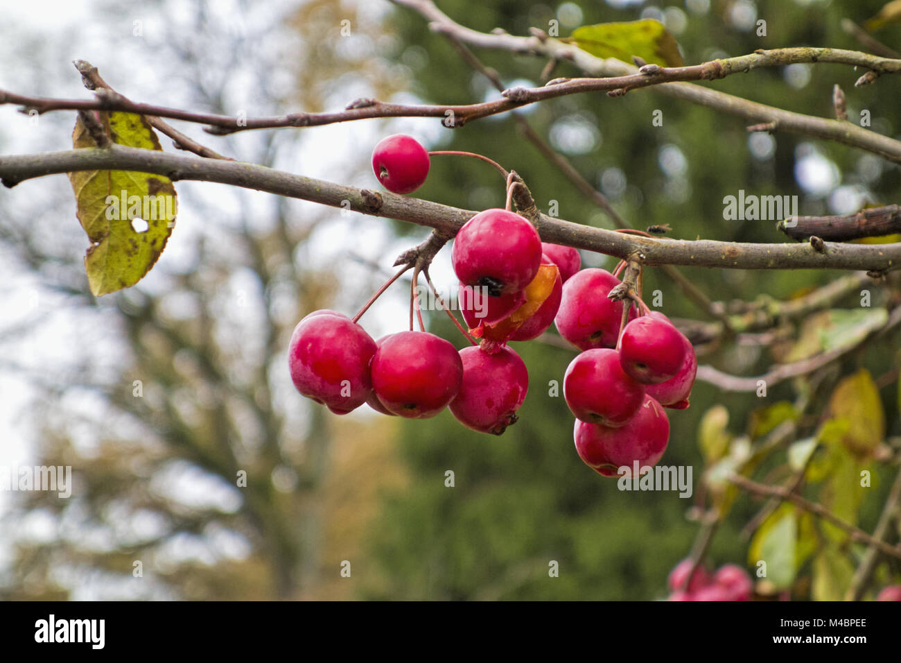 Red apple trees hi-res stock photography and images - Alamy