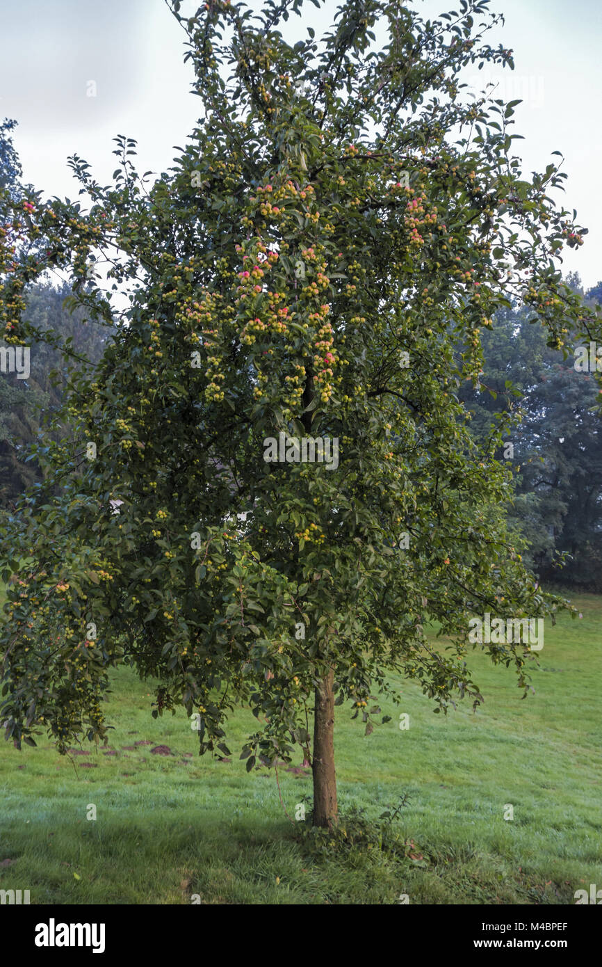 Apple Red Sentinel Stock Photo - Alamy