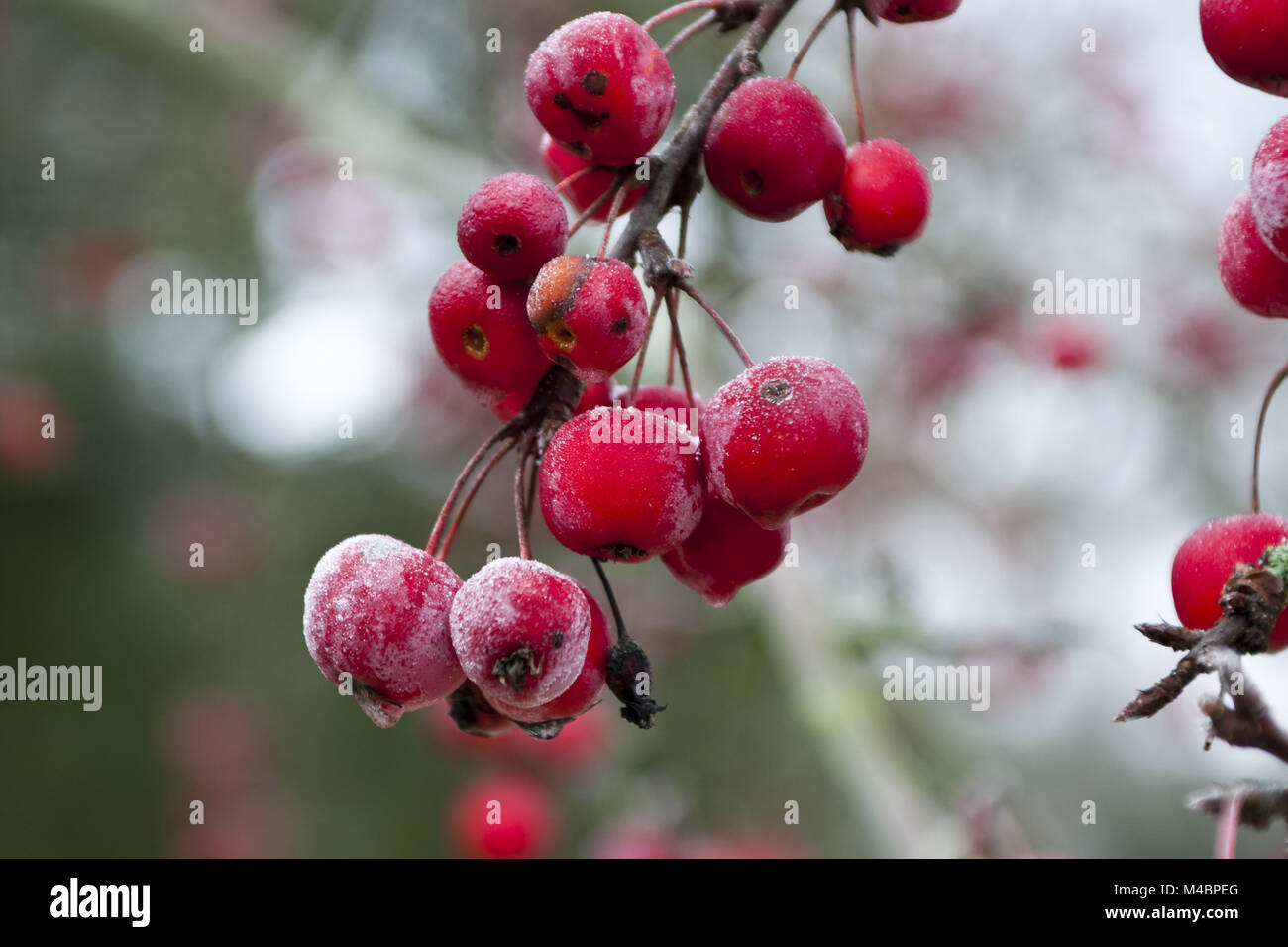 Malus robusta red sentinel tree hi-res stock photography and images - Alamy