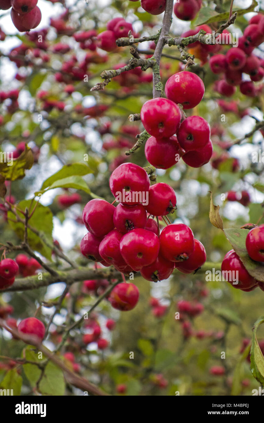 Malus robusta red sentinel tree hi-res stock photography and images - Alamy