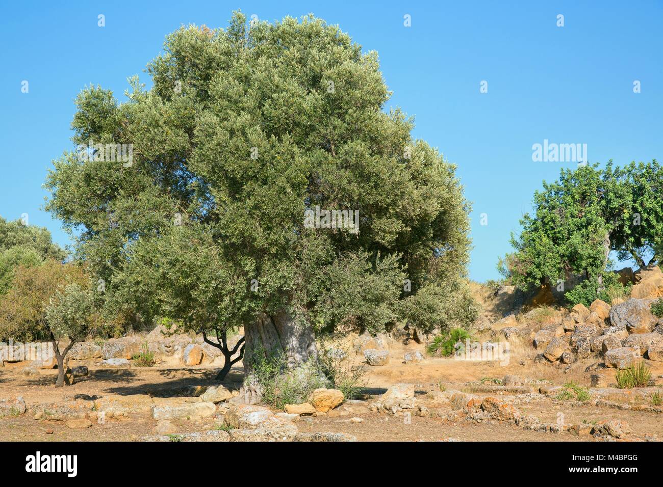 Very old olive tree; 2000 years old olive tree Stock Photo - Alamy