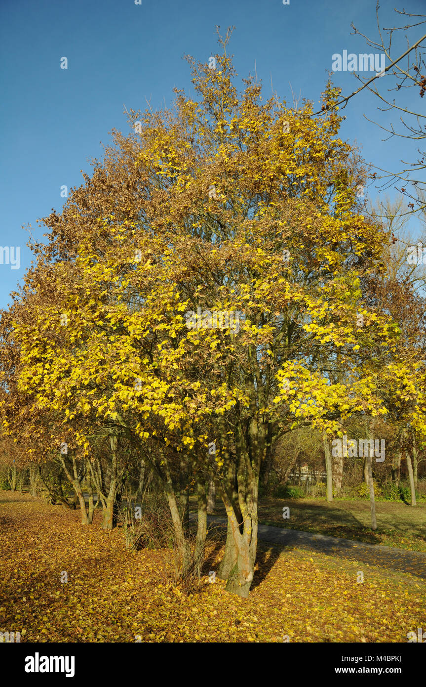 Acer campestre autumn hi-res stock photography and images - Alamy