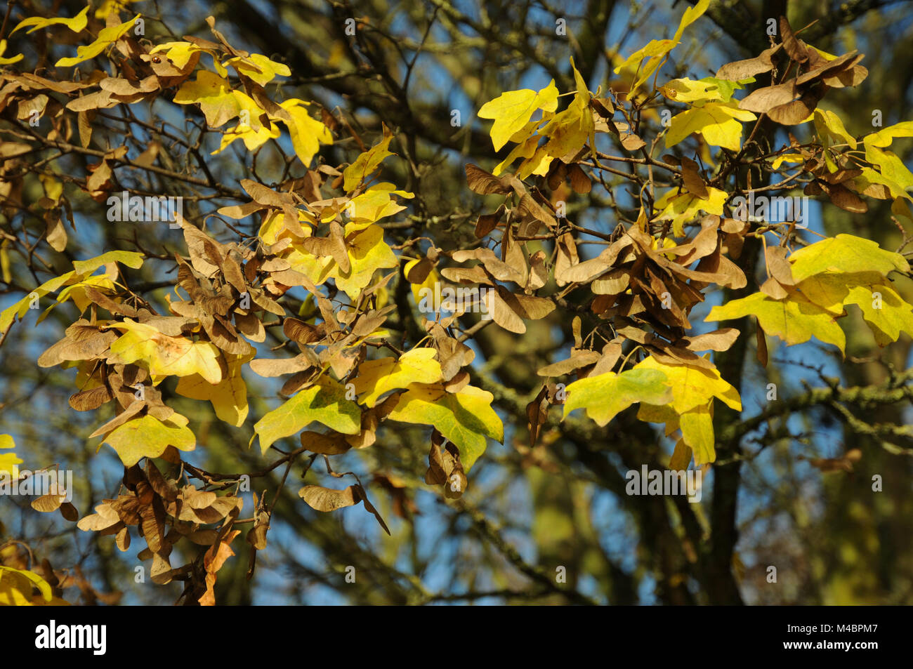 Acer campestre, Field maple, autumn leaves, seeds Stock Photo - Alamy