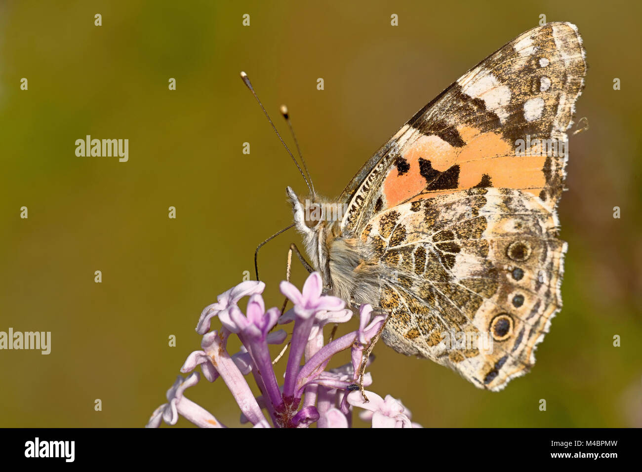 Fragrant lady hi-res stock photography and images - Alamy
