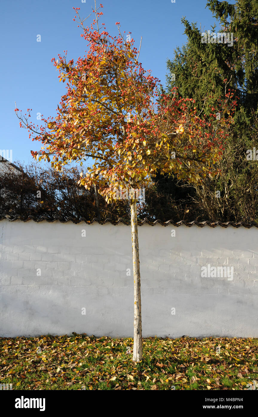 Crataegus x lavallei Carrierei, Lavallees hawthorn Stock Photo - Alamy