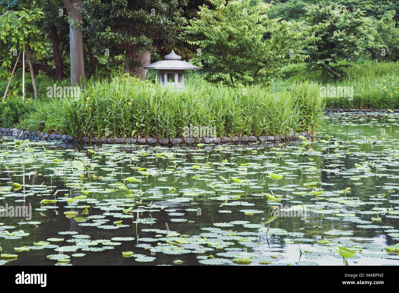 Japanese pond by summer Stock Photo - Alamy