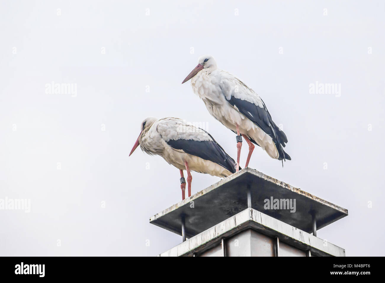 Stork pair of, on chimney standing Stock Photo - Alamy