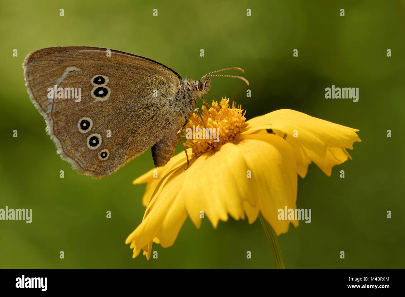 Ringlet hi-res stock photography and images - Alamy