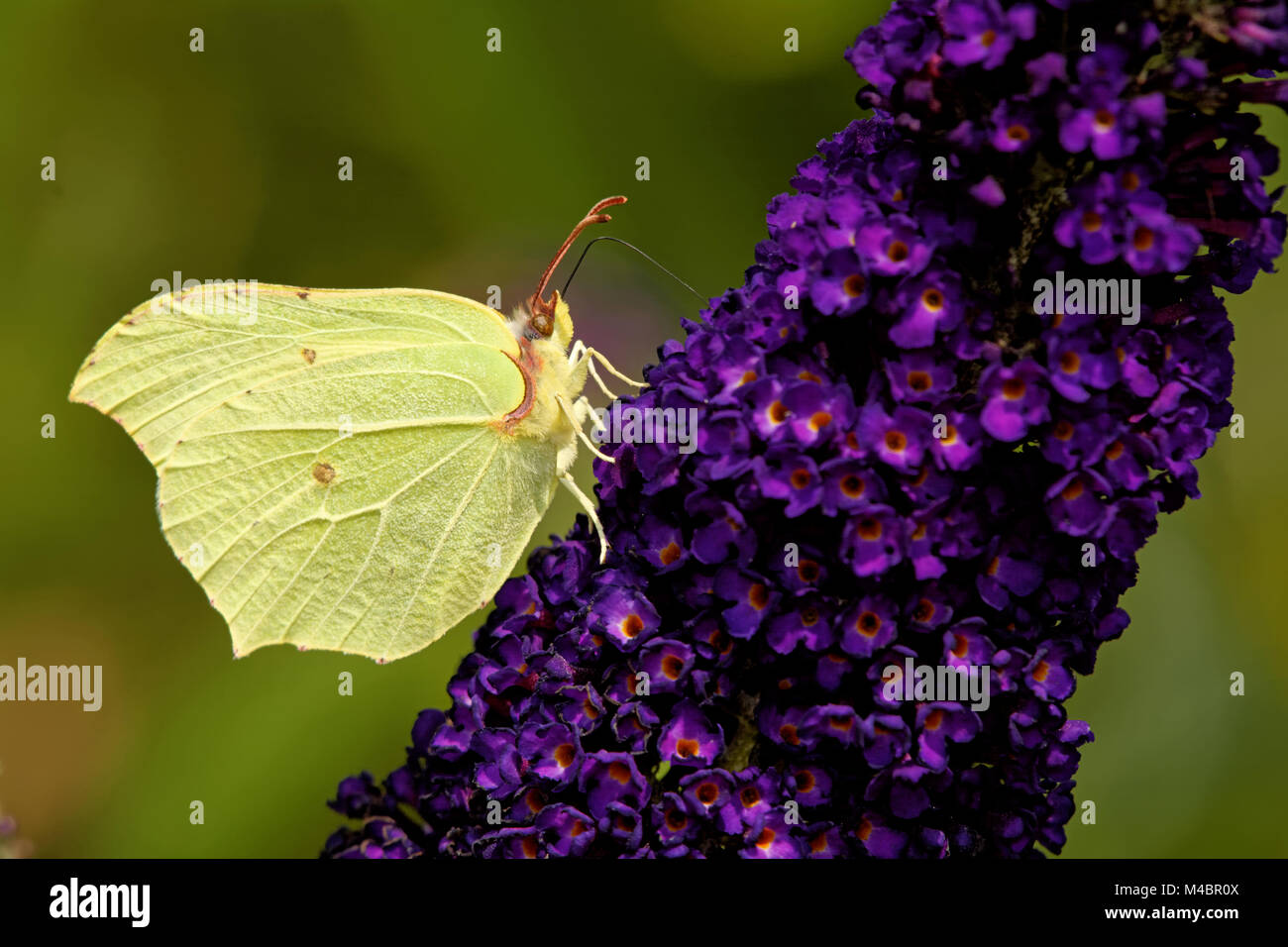 Brimstone wild hi-res stock photography and images - Alamy