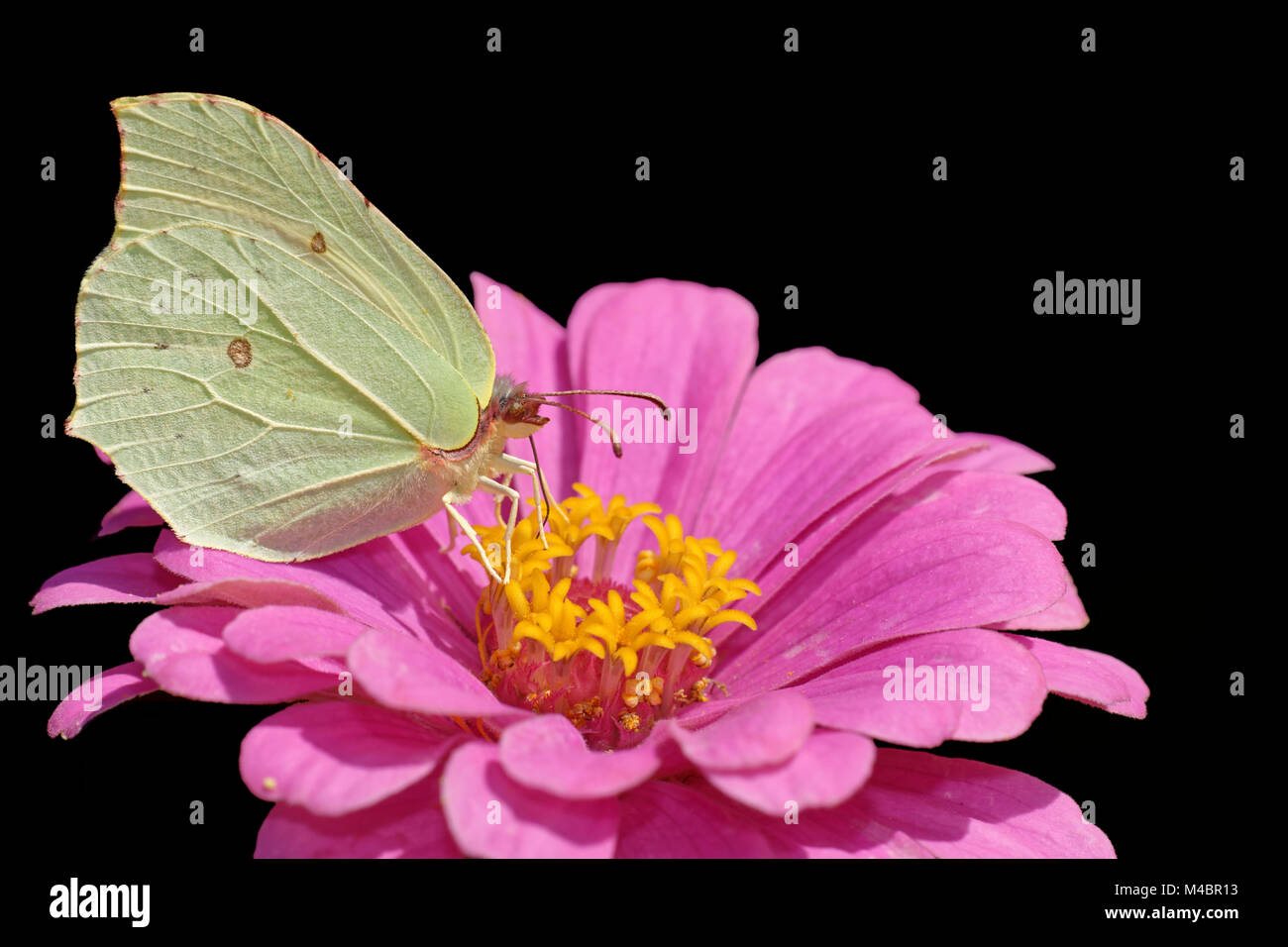 Common brimstone macro photo hi-res stock photography and images - Alamy