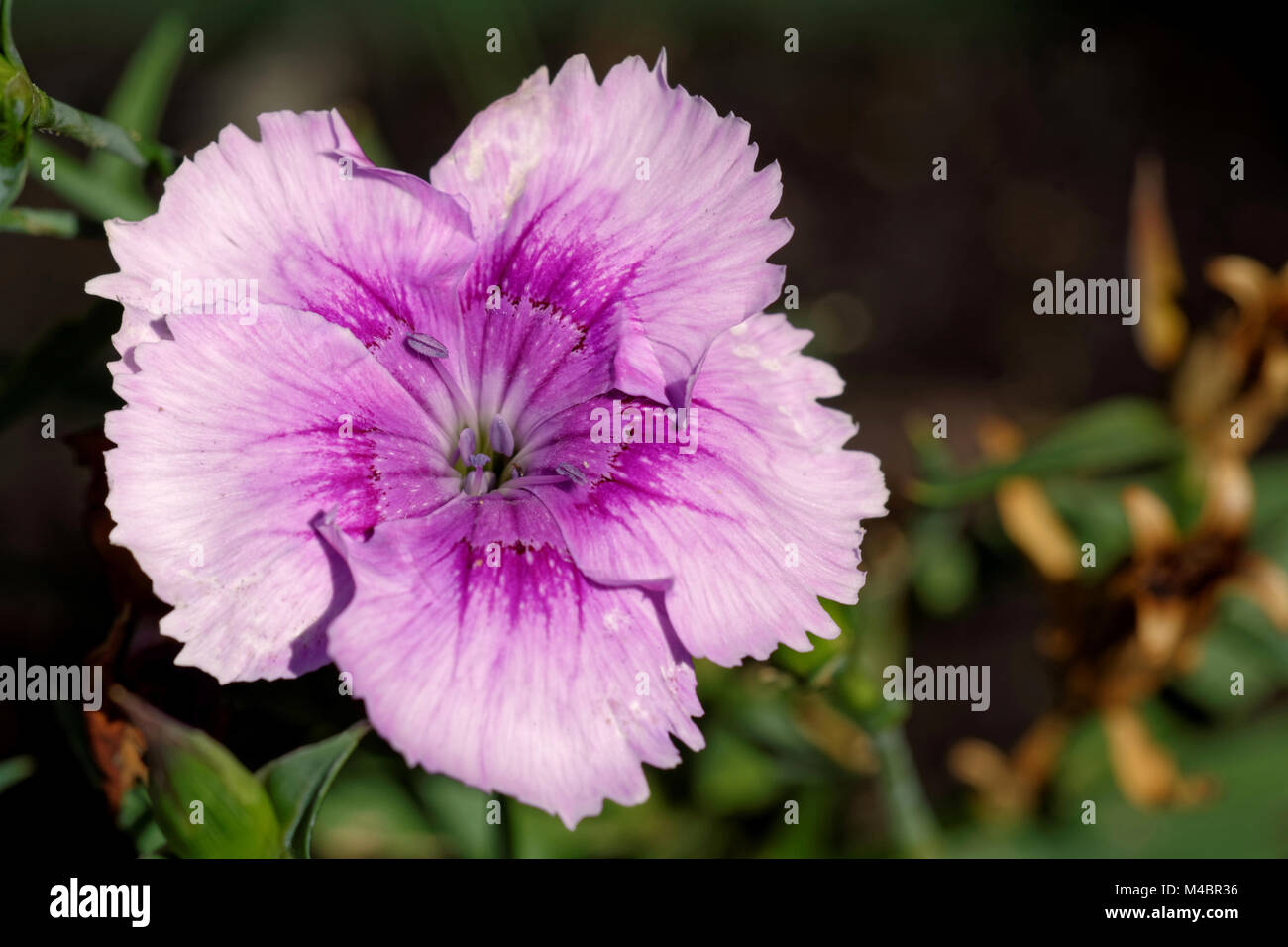 Carnation hi-res stock photography and images - Alamy