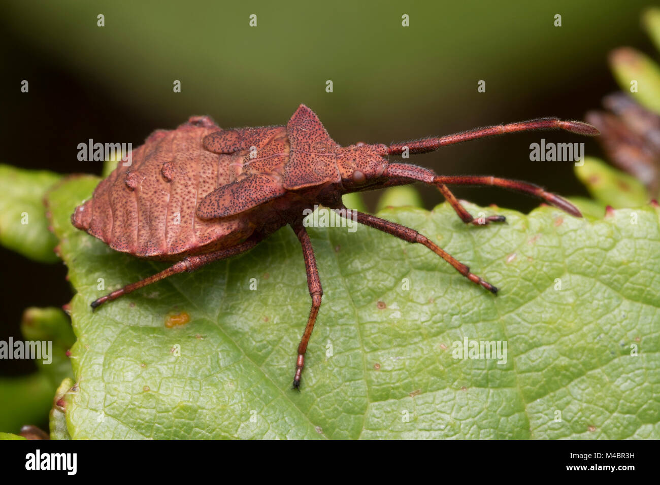 Dock Bug Nymph (Coreus marginatus) on a dock leaf. Tipperary, Ireland ...