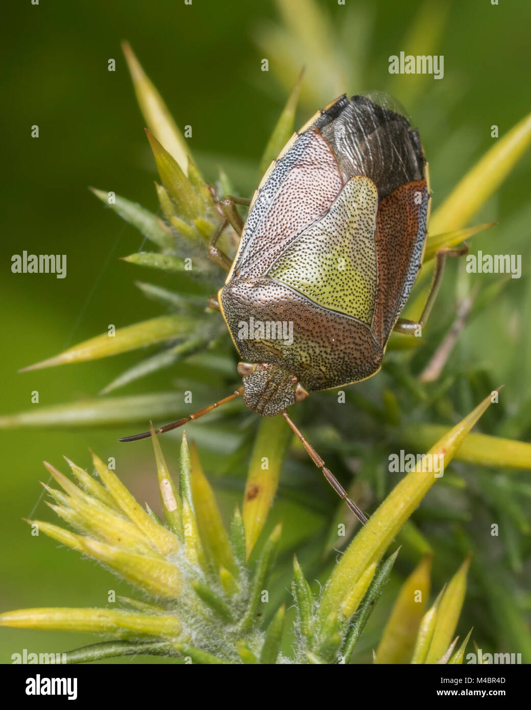 Gorse Shieldbug (Piezodorus lituratus) at rest on a gorse bush ...